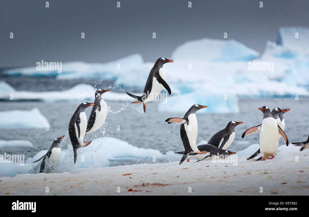 INCREDIBLE images have captured a waddle of Gentoo penguins dancing ...