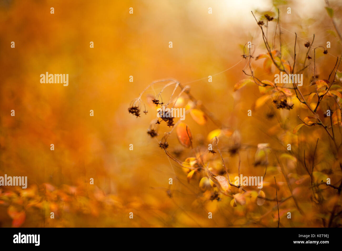 Autumn beech leaves decorate a beautiful nature bokeh background Stock Photo - Alamy