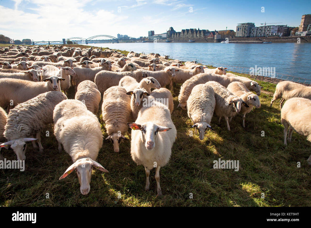 Schafe hi-res stock photography and images - Alamy