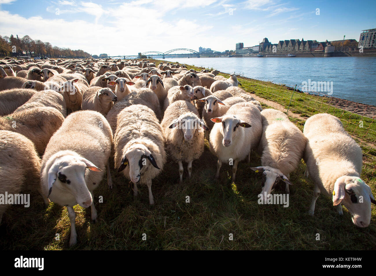 Germany, Cologne, sheep on the river Rhine meadows in the district ...