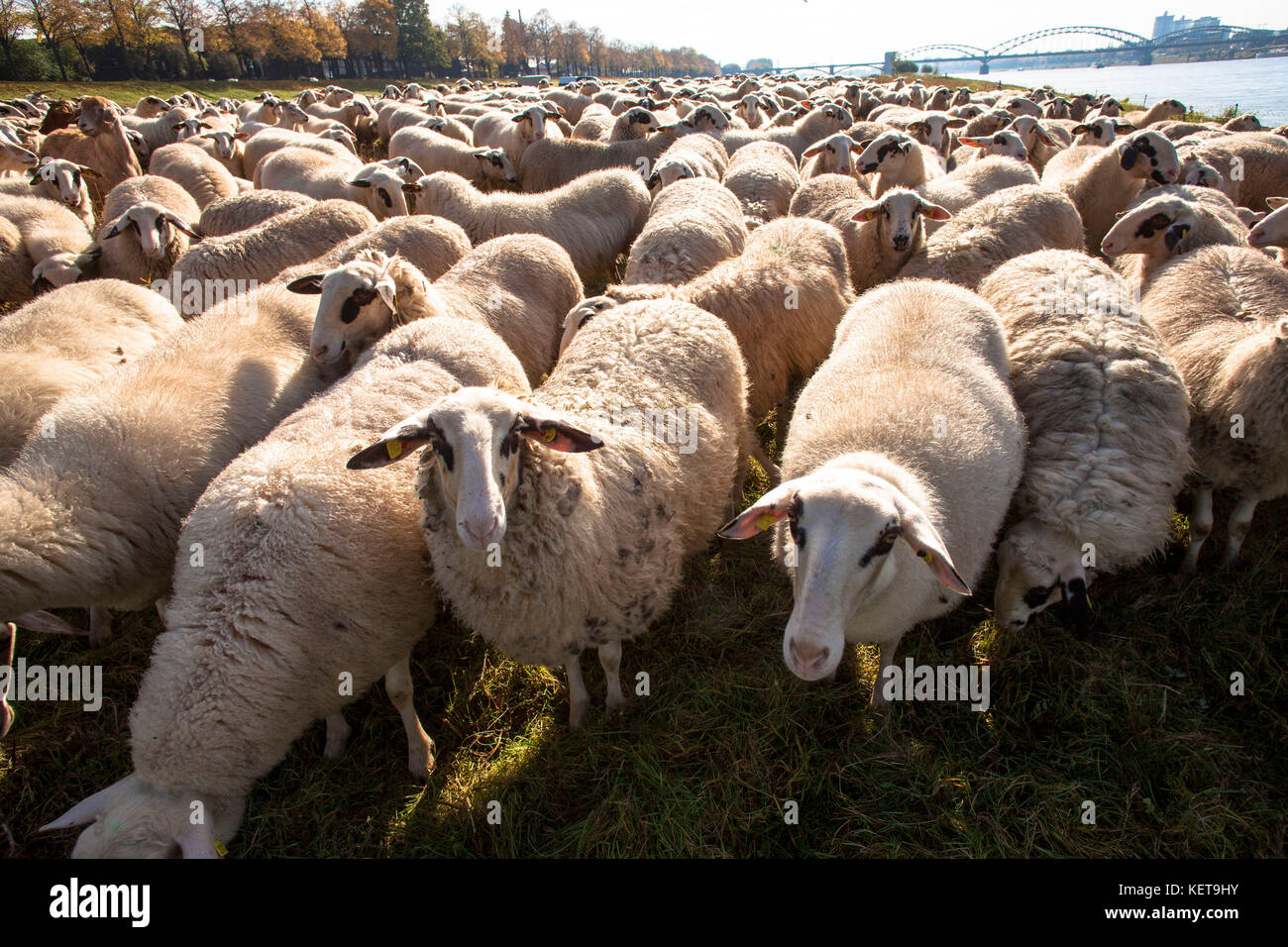 Germany, Cologne, sheep on the river Rhine meadows in the district ...
