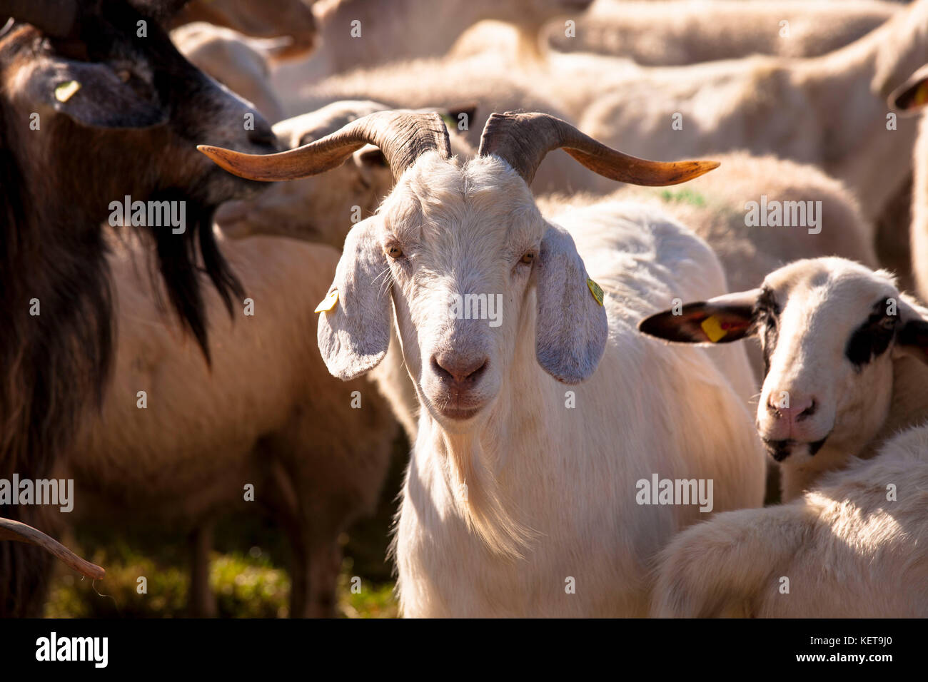 Germany, Cologne, goat and sheep on the river Rhine meadows in the ...