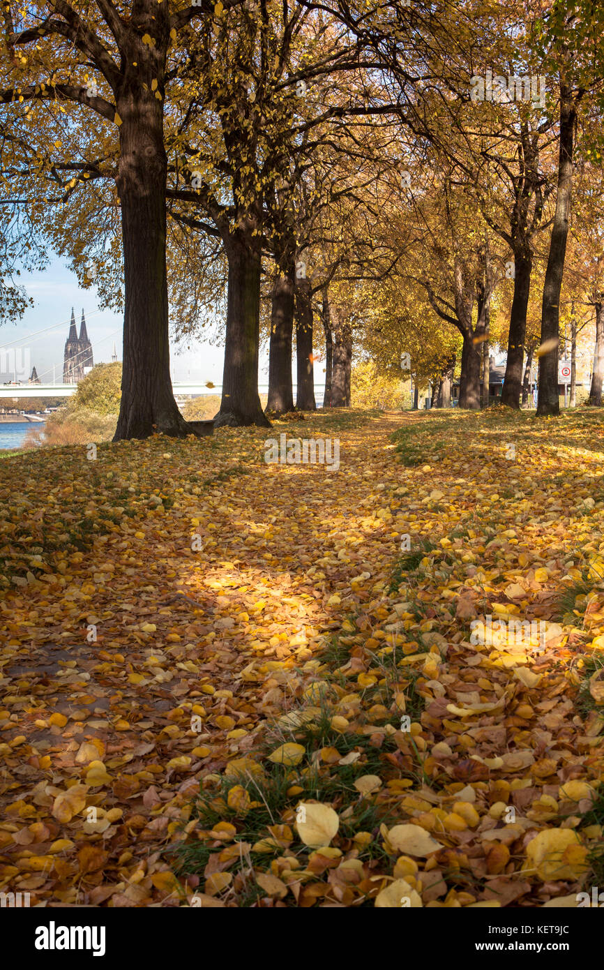 Allee baumallee hi-res stock photography and images - Alamy