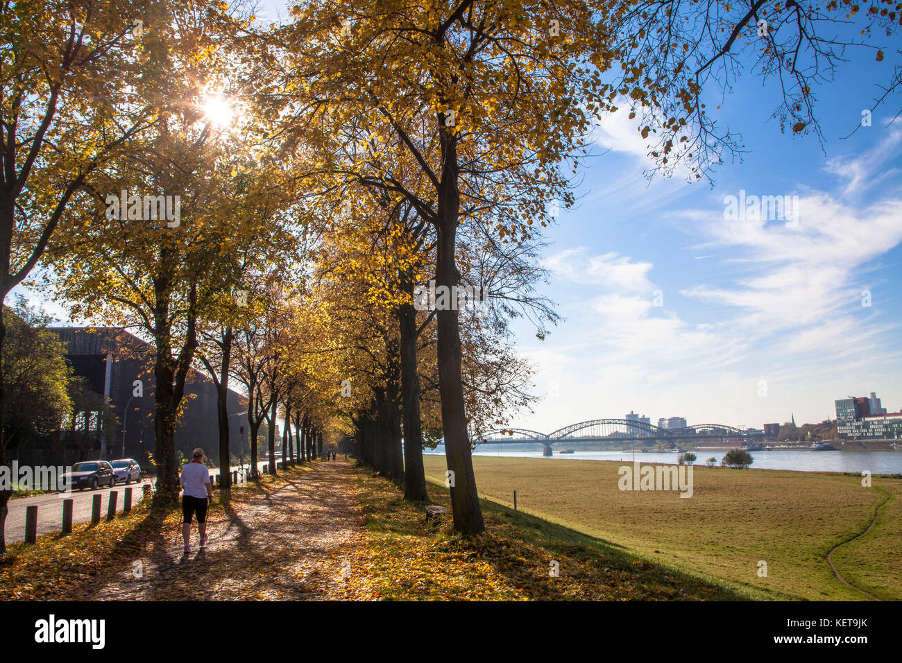 Germany, North Rhine-Westphalia, Cologne, trees at the street Alfred ...