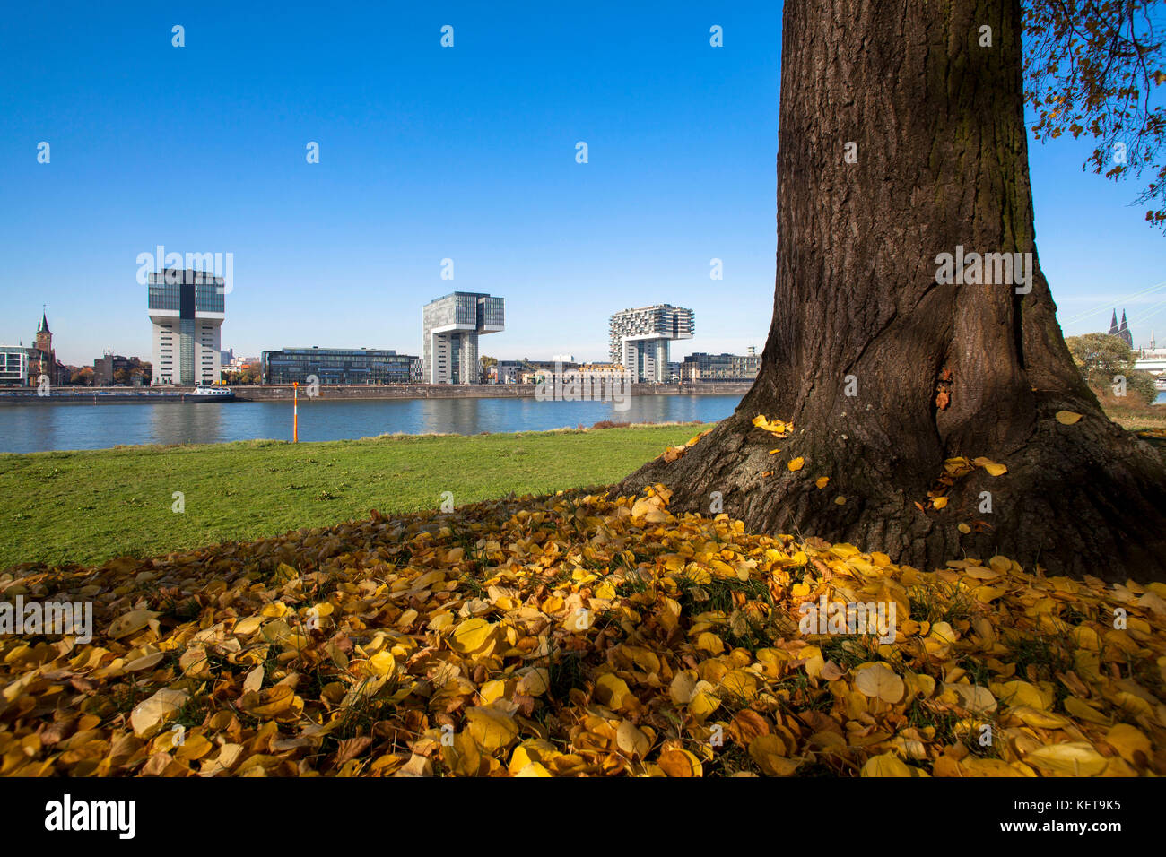 Germany, Cologne, trees in the district Deutz, view to the Crane Houses ...