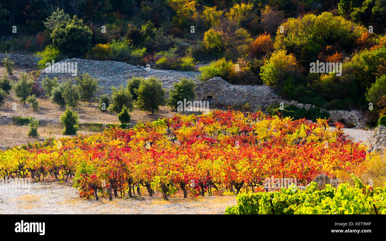 autumn vine red landscape Stock Photo - Alamy