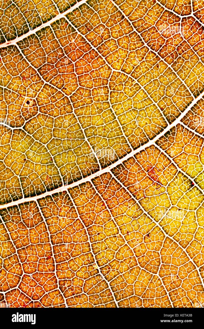 Autumn leaf texture Stock Photo - Alamy