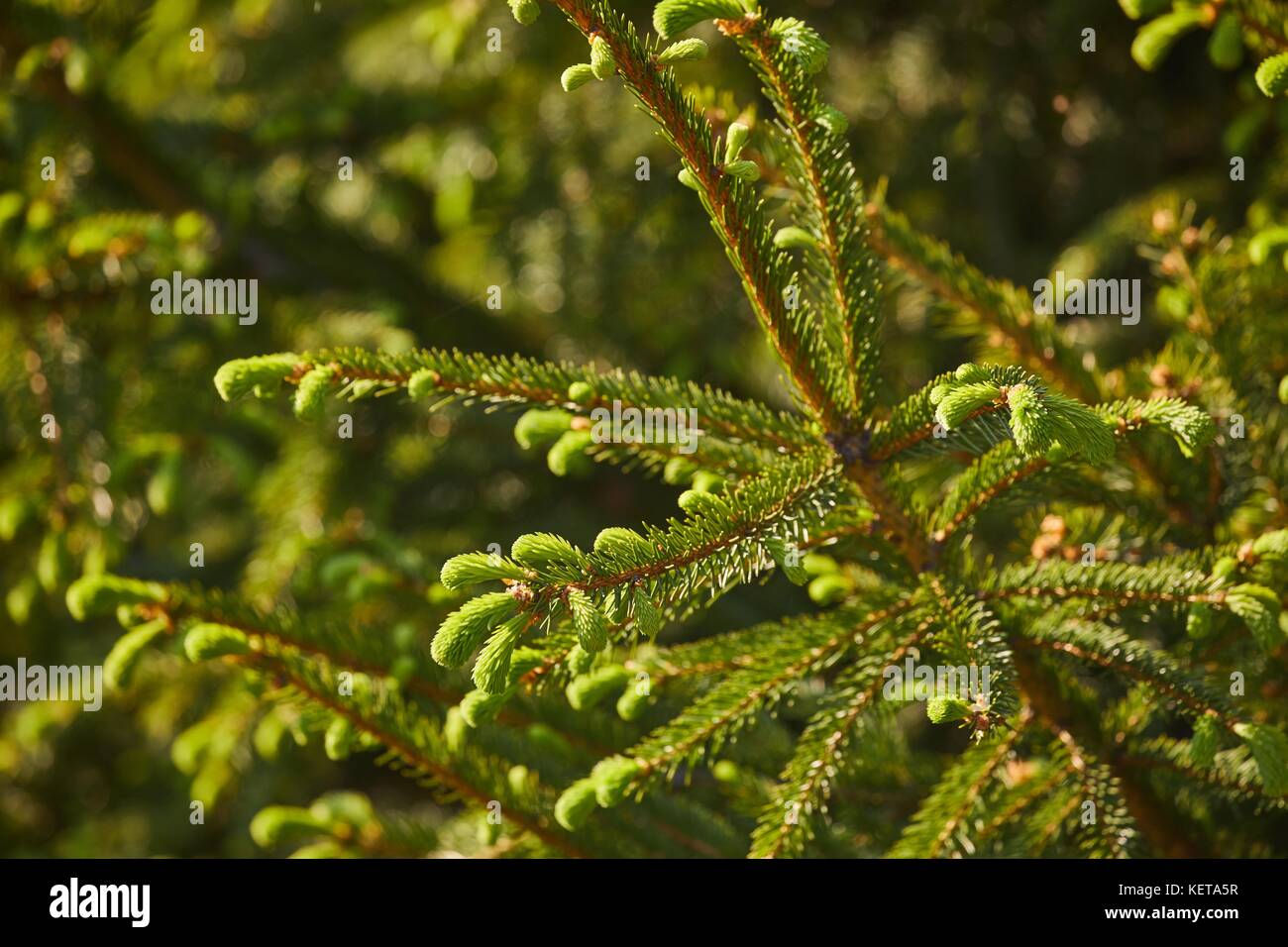 Pine Tree Closeup Stock Photo - Alamy