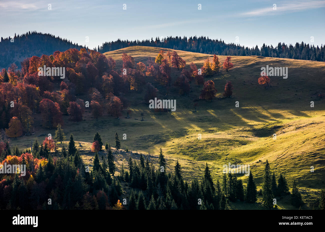 deciduous forest on grassy hillside above spruce trees in autumn ...