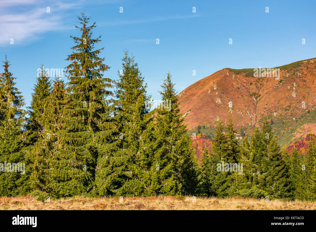spruce forest at the foot of a mountain ridge. ravishing nature scenery ...