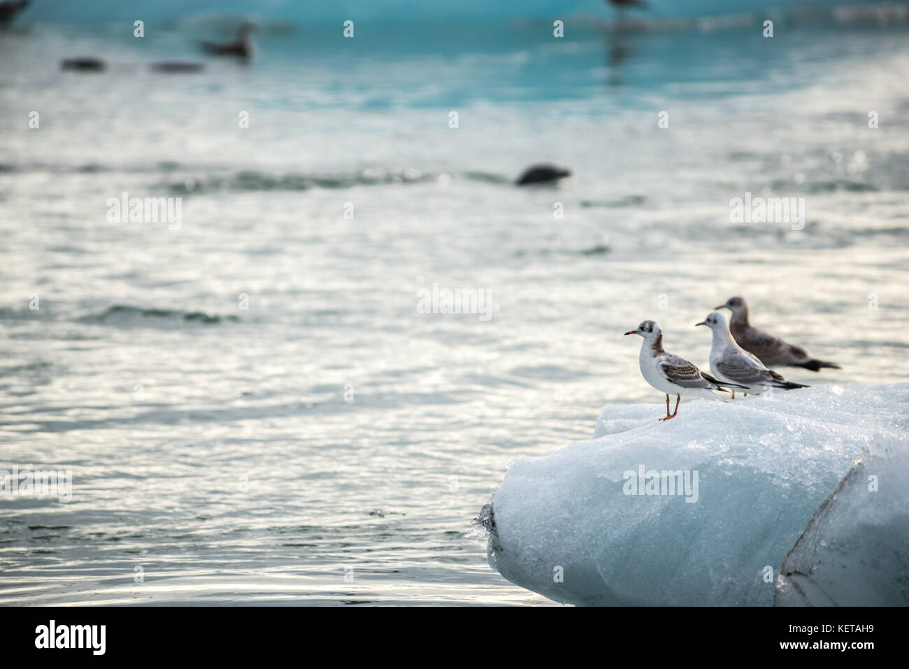 Seabirds at Jökulsárlón glacier lagoon, iceland Stock Photo - Alamy