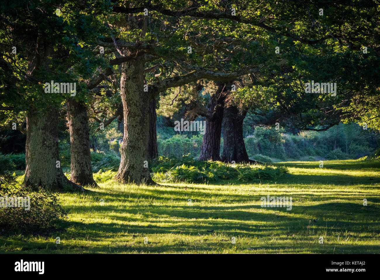 Oak trees near Ashurst in the New Forest National Park, Hampshire ...