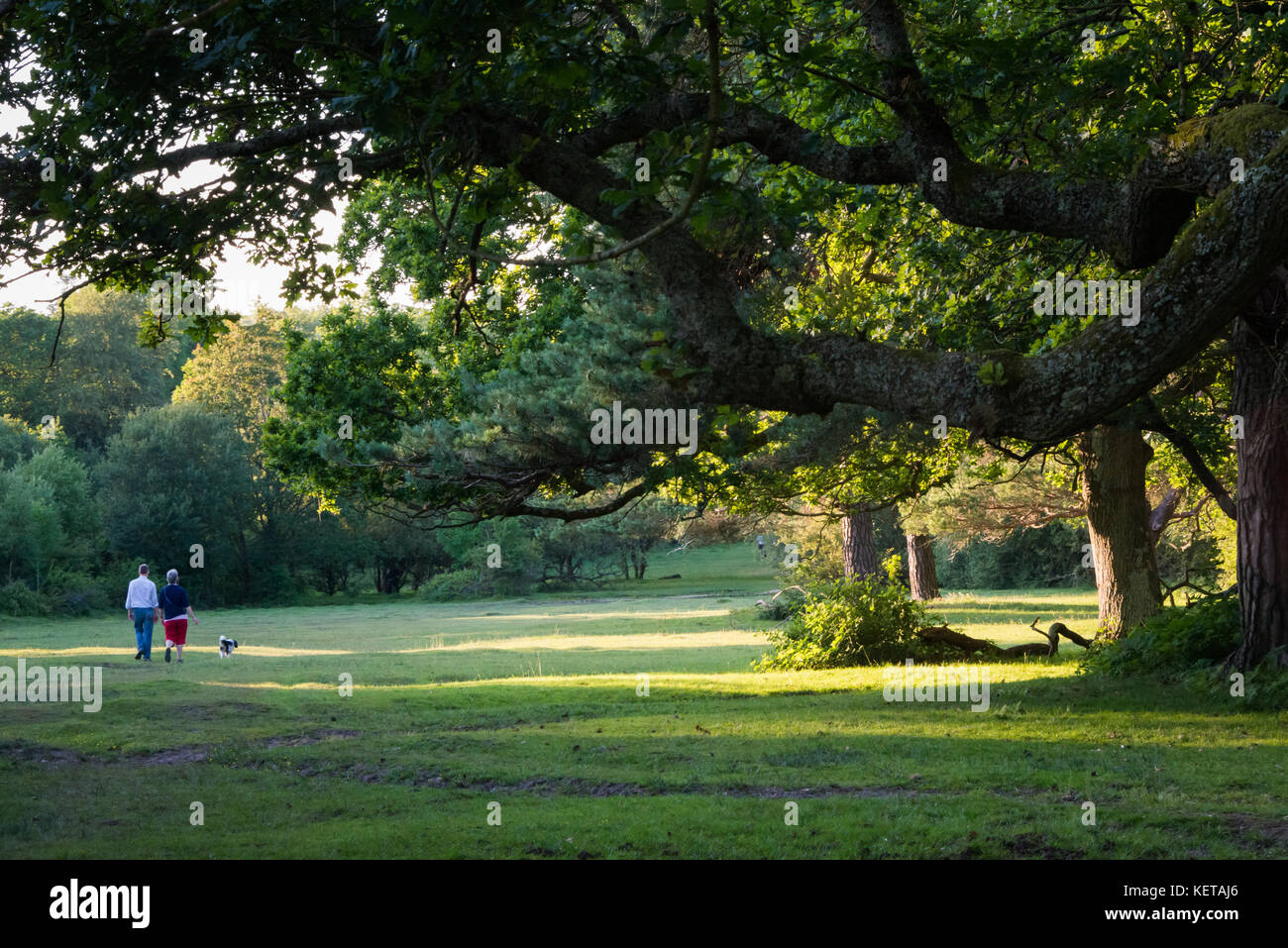 Ashurst new forest hi-res stock photography and images - Alamy