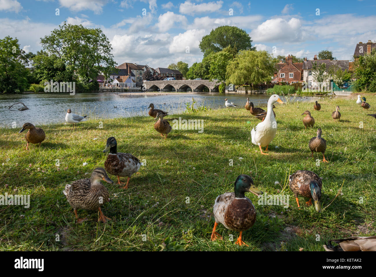 Ducks hampshire village hi-res stock photography and images - Alamy