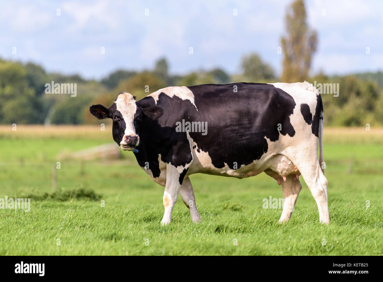 Dutch cow hi-res stock photography and images - Alamy