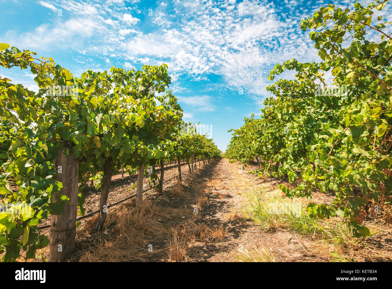 Grapevine field in Barossa valley, South Australia Stock Photo - Alamy