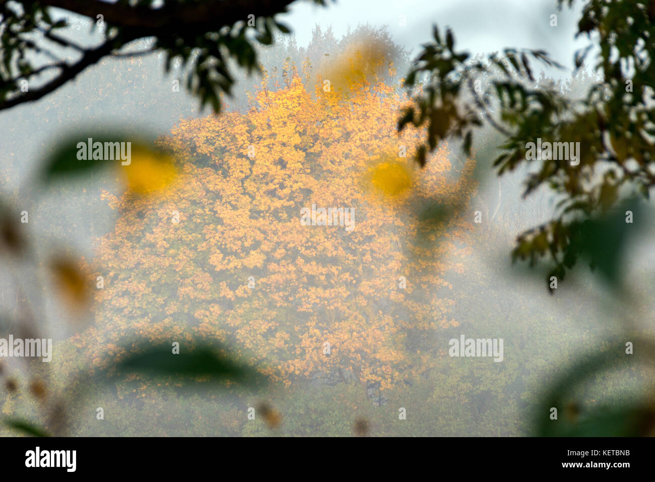 Big maple tree hi-res stock photography and images - Alamy