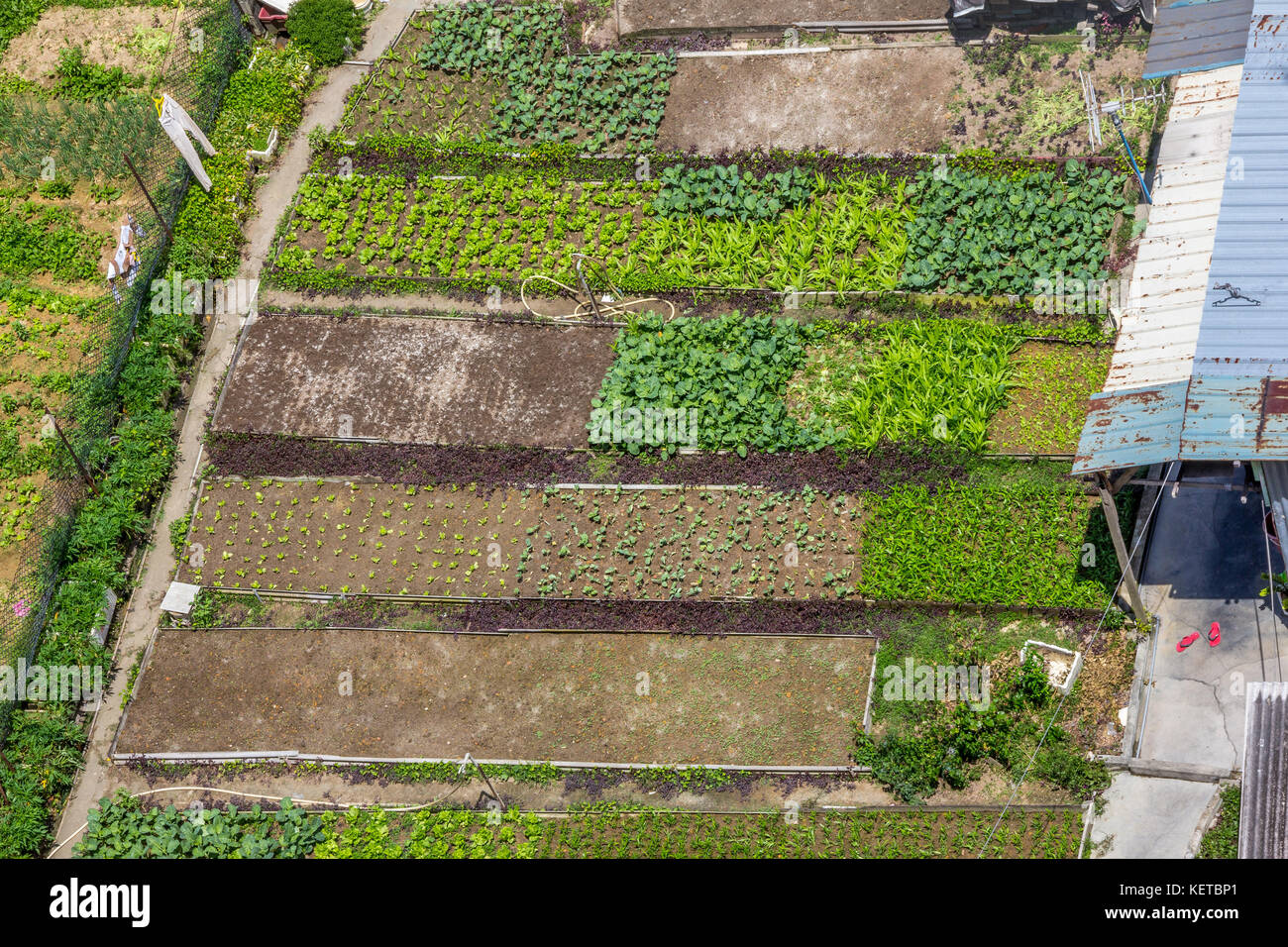 top view shoot for vegetable farm in village (kampung Stock Photo - Alamy