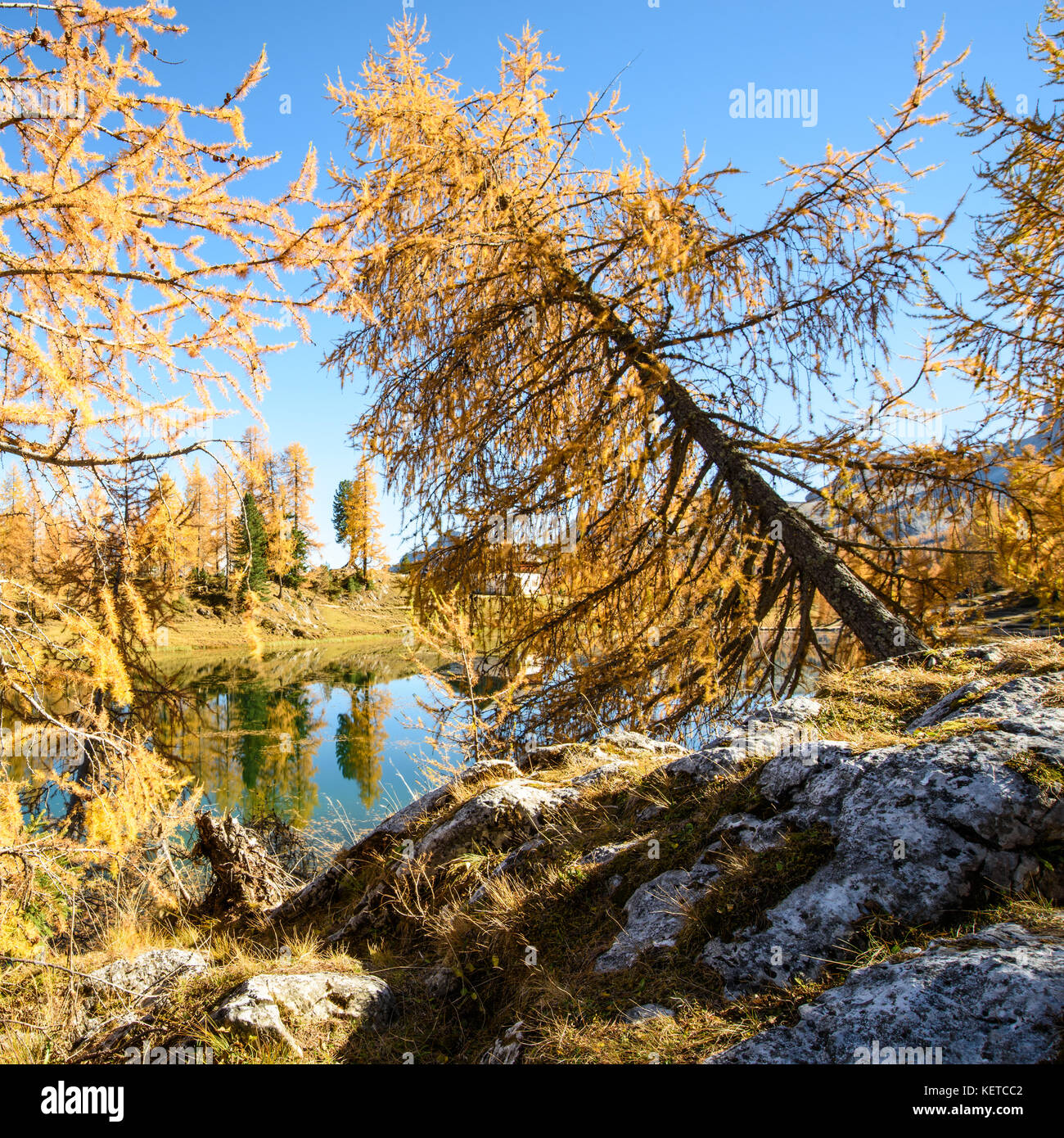 High mountain larch in autumn dress Stock Photo - Alamy