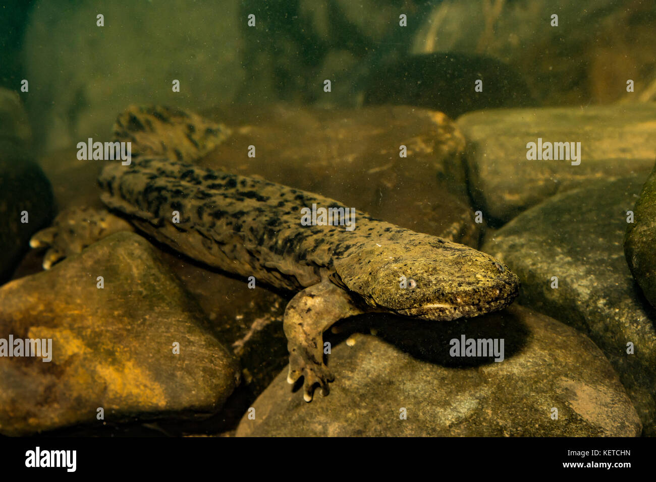 An Eastern Hellbender hunting for crayfish on the bottom of a creek ...