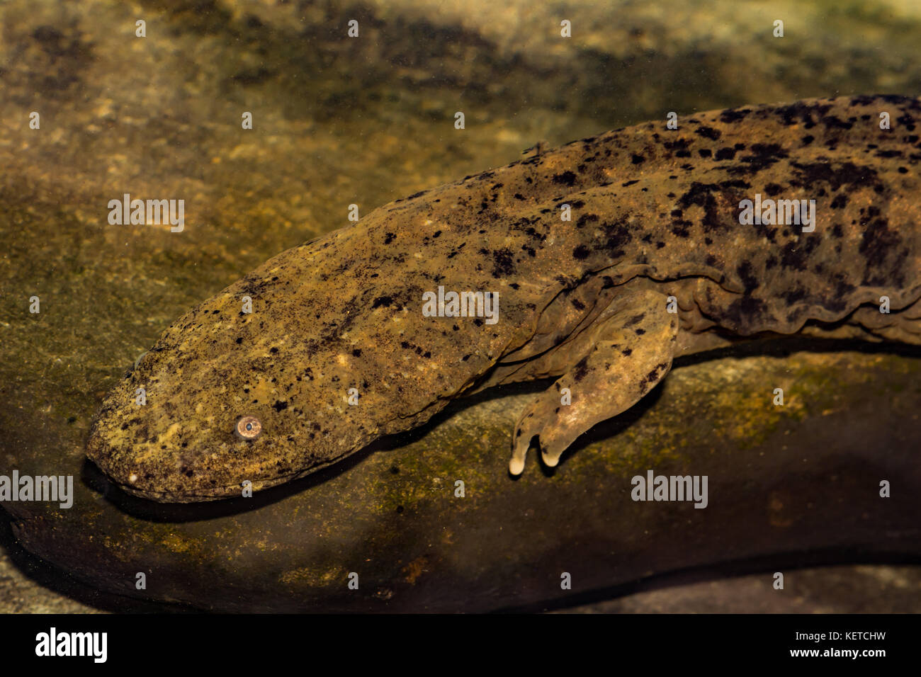 Chinese Giant Salamander Habitat Map