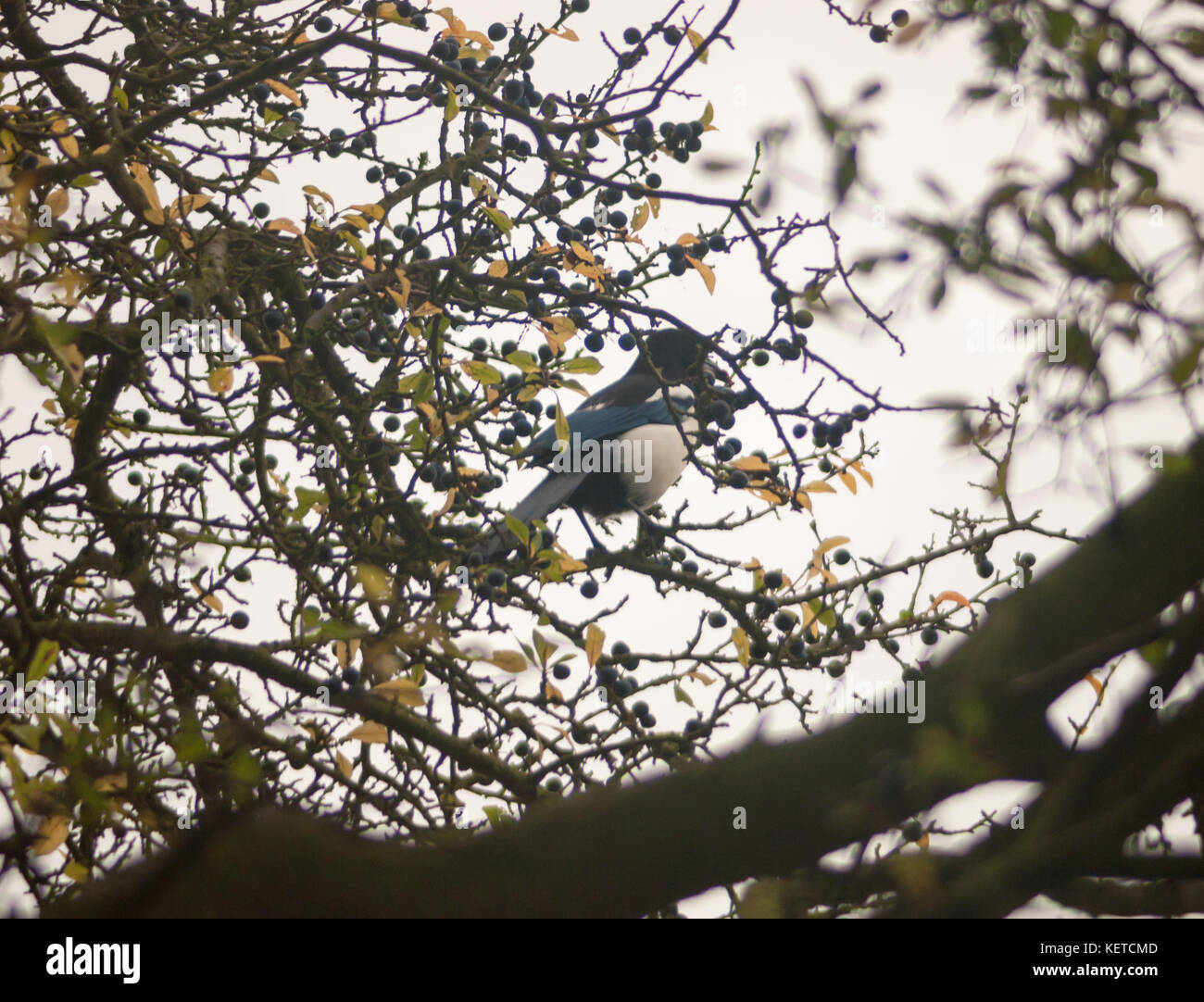 white and black magpie in tree overhead looking; essex; england; uk ...