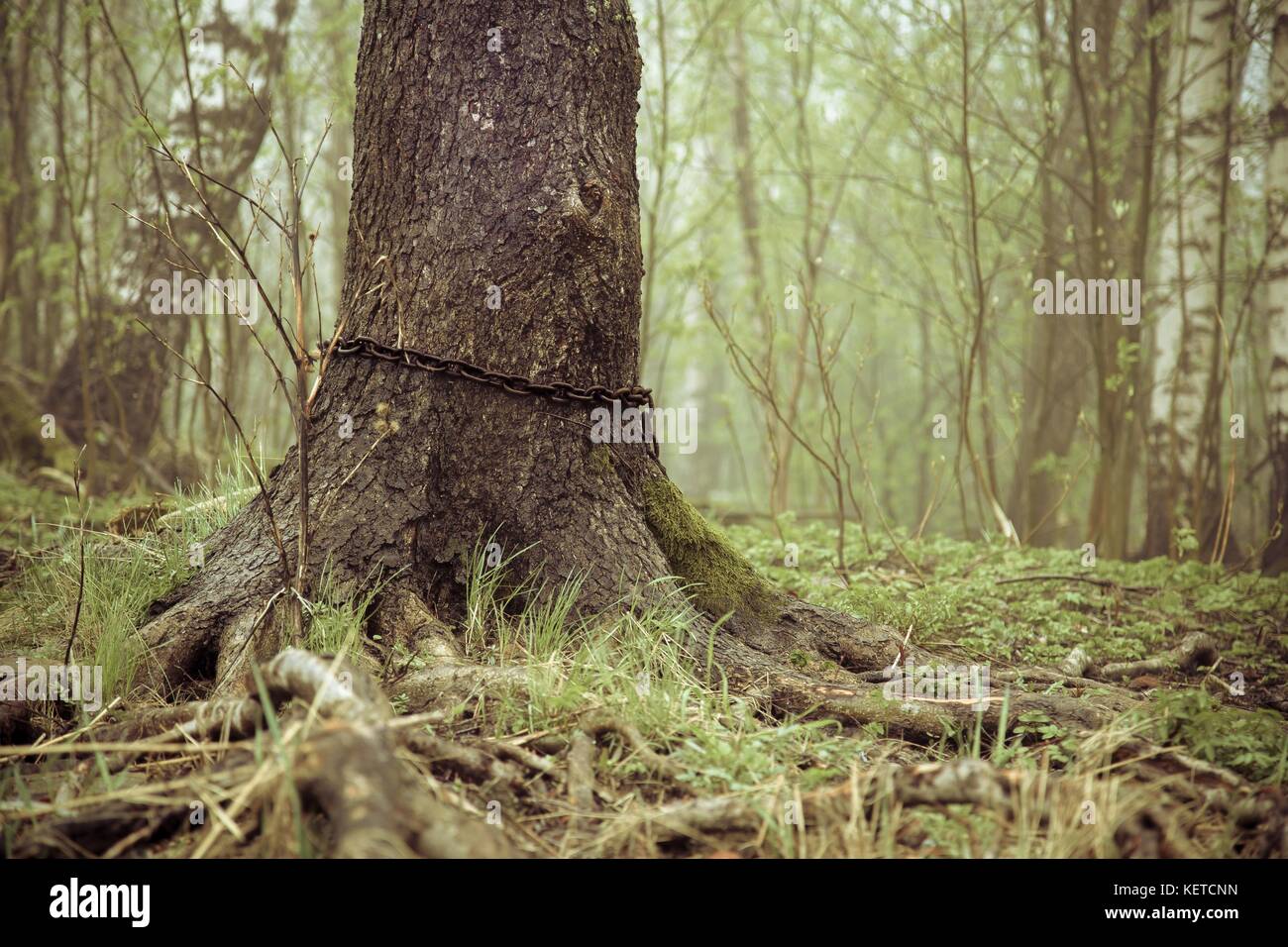 Iron chain bind around tree trunk Stock Photo - Alamy
