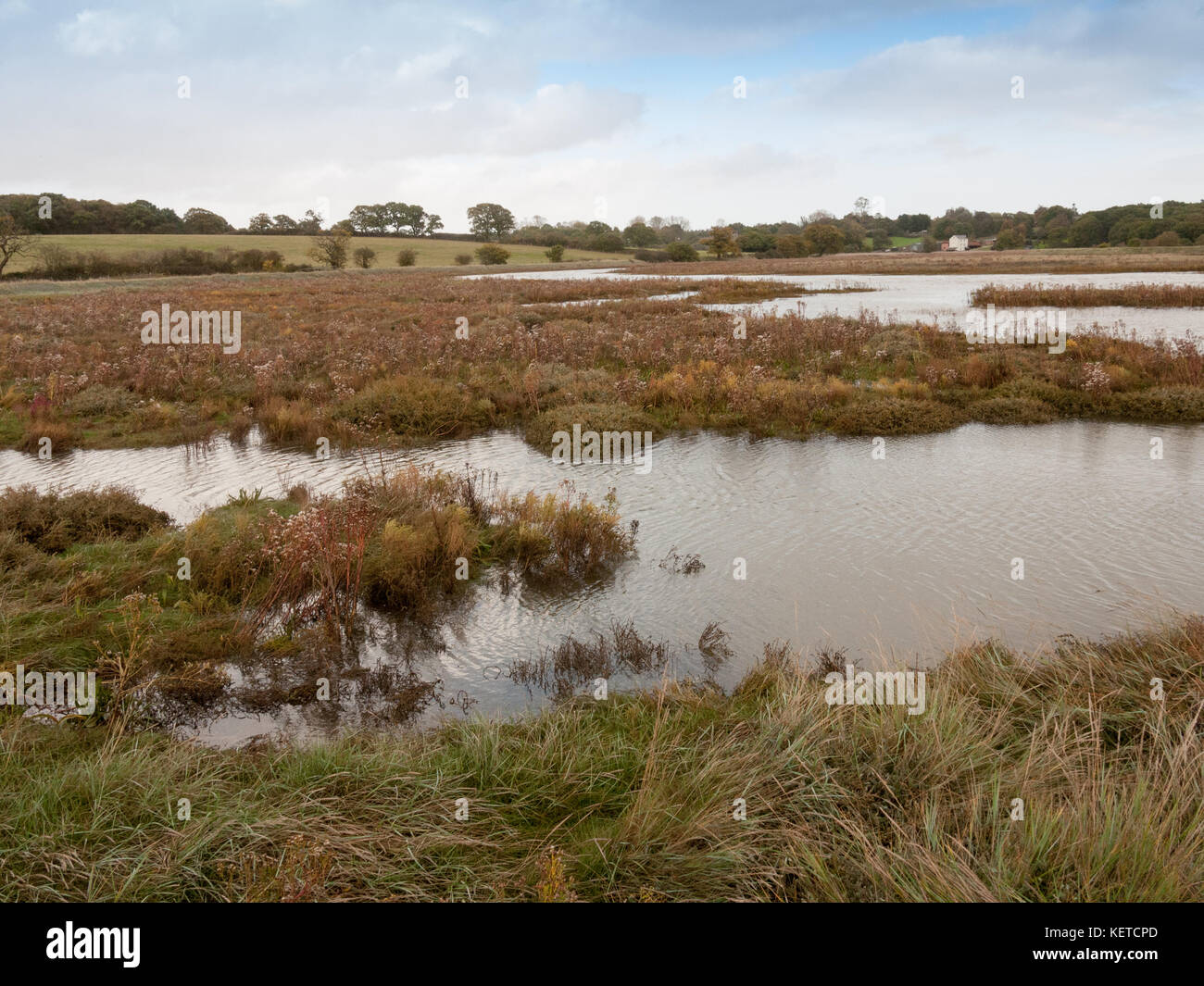 beautiful coastal swamp scene with water and grass no people; essex ...