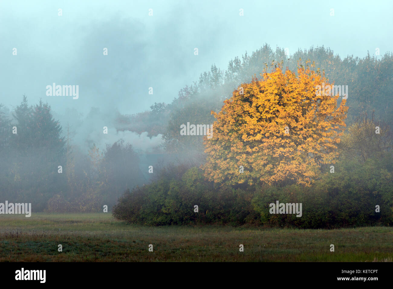 Big maple tree hi-res stock photography and images - Alamy