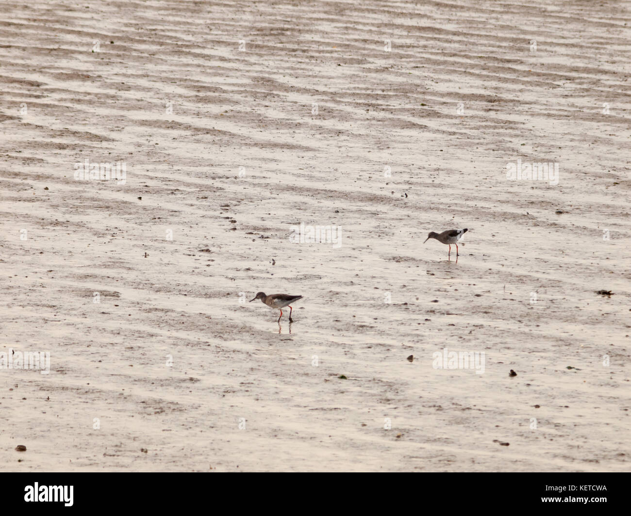two sandpipers on mud bank feeding coast; essex; england; uk Stock ...