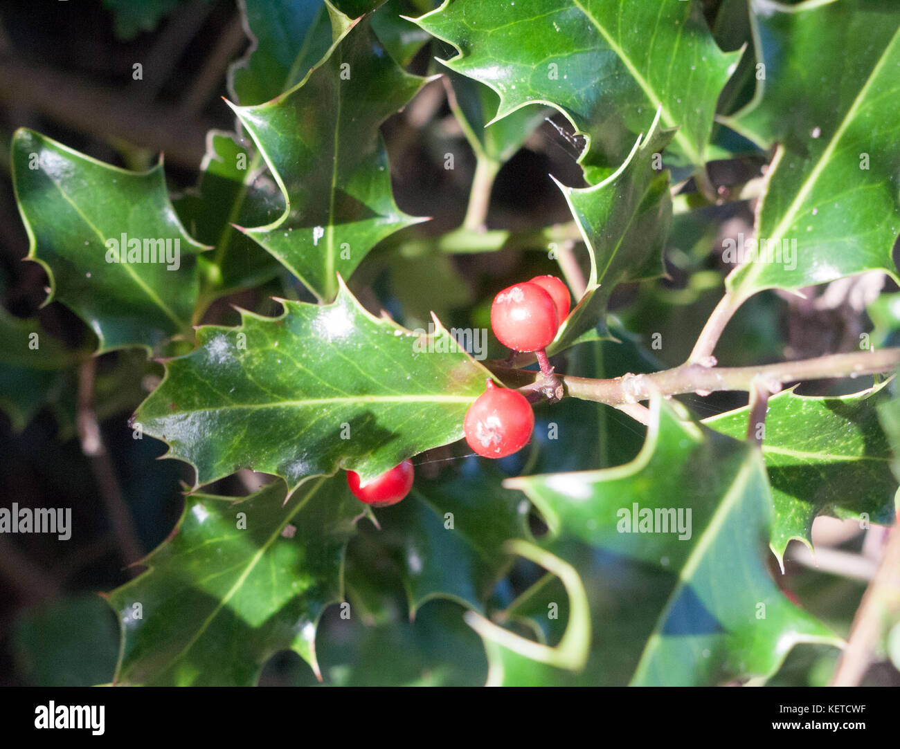 beautiful close up red holly berries with evergreen leaves; essex ...
