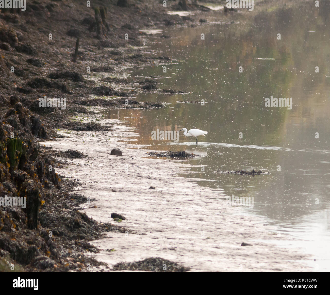 small white egret from side in shallow water mud bank; essex; england ...