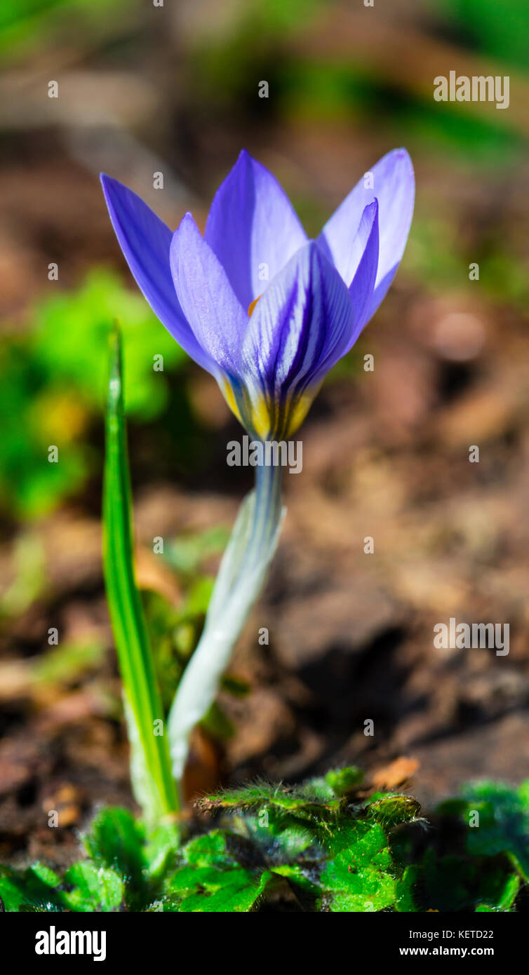 Beautiful blue crocus flowers closeup Stock Photo - Alamy