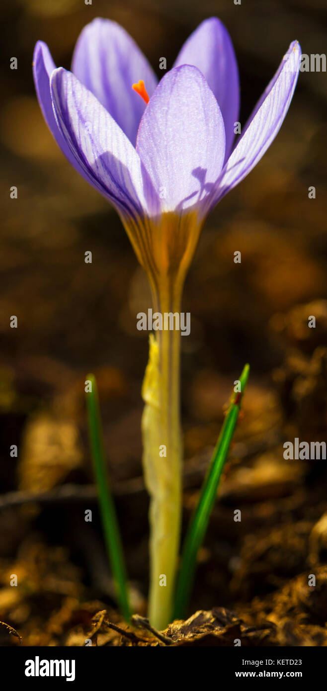 Beautiful blue crocus flowers closeup Stock Photo - Alamy