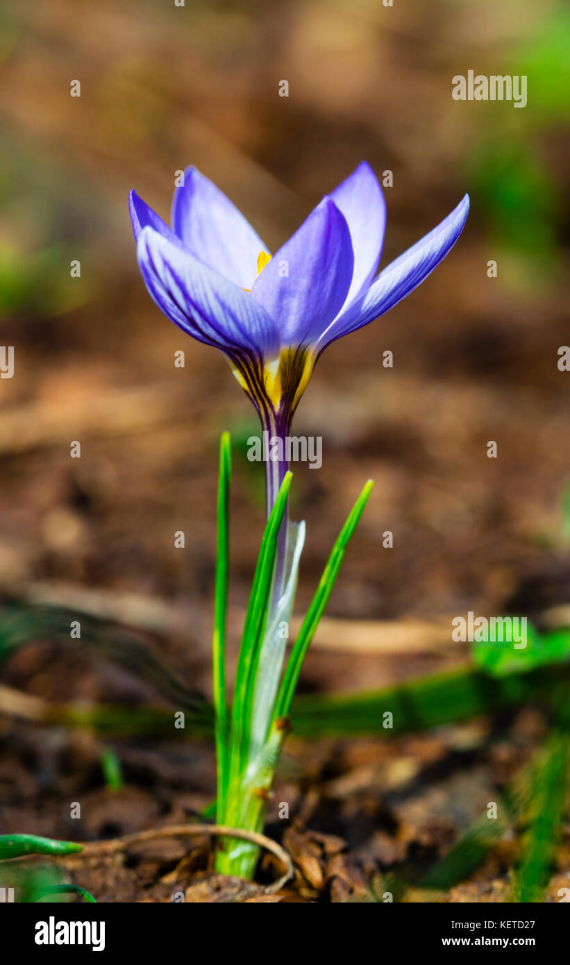 Beautiful blue crocus flowers closeup Stock Photo - Alamy
