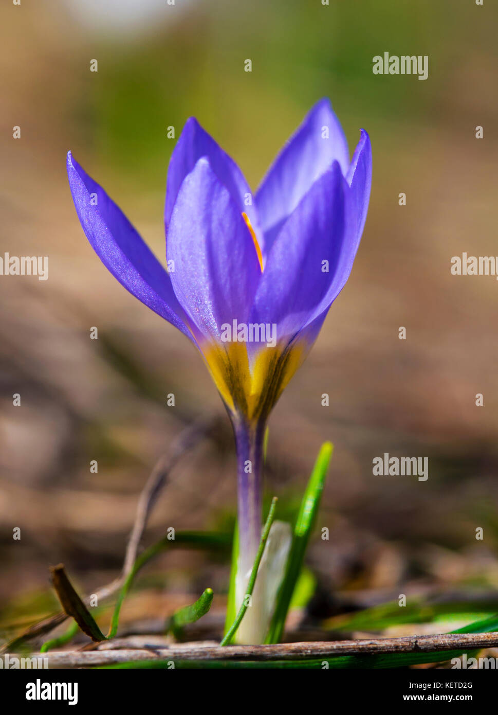 Beautiful blue crocus flowers closeup Stock Photo - Alamy