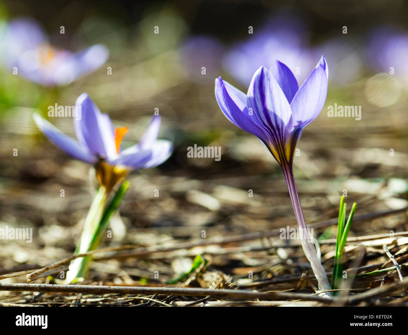 Beautiful blue crocus flowers closeup Stock Photo - Alamy