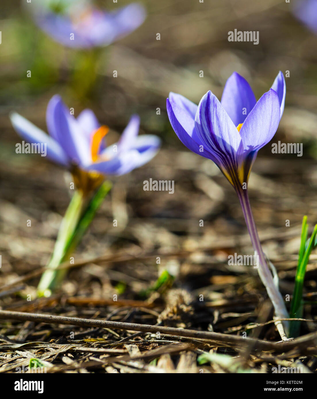 Beautiful blue crocus flowers closeup Stock Photo - Alamy