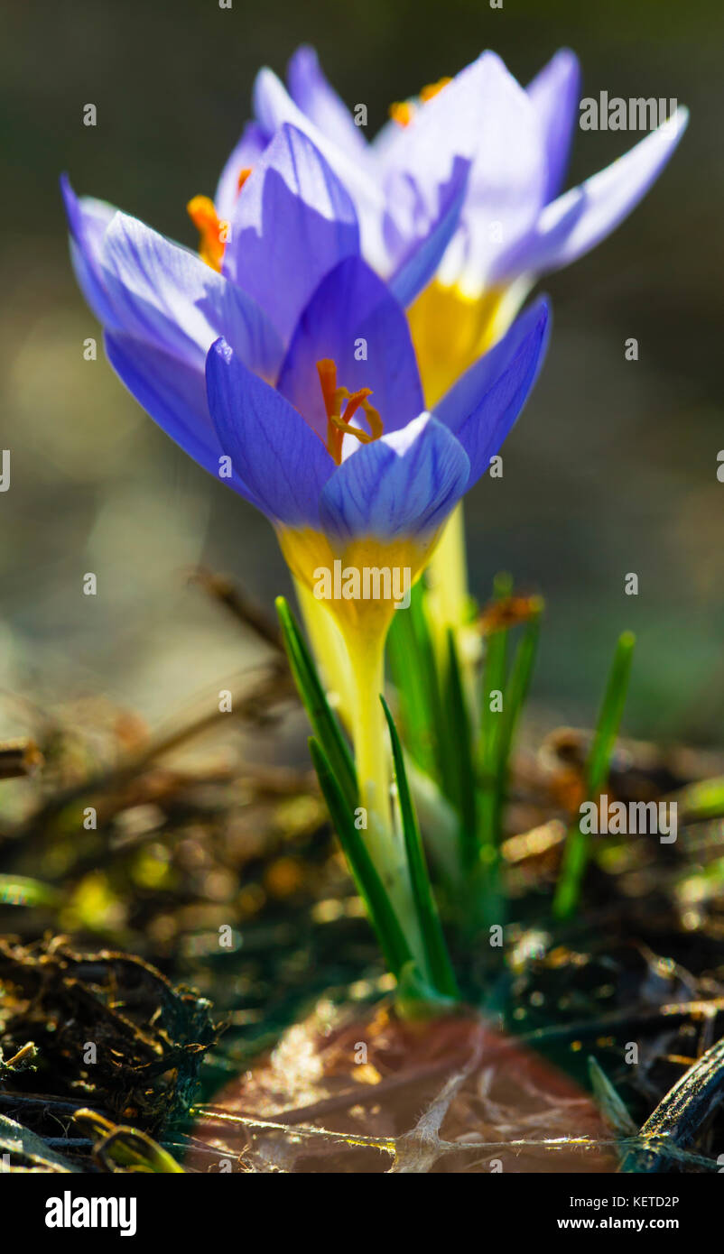 Beautiful blue crocus flowers closeup Stock Photo - Alamy