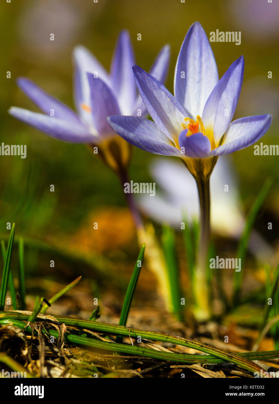 Beautiful blue crocus flowers closeup Stock Photo - Alamy