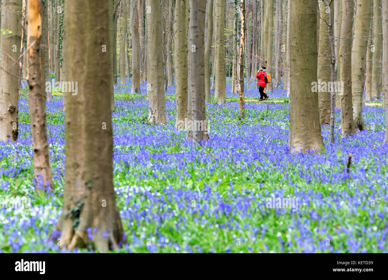 Hikers walk between trunks of the Sequoia trees and bluebells in bloom ...