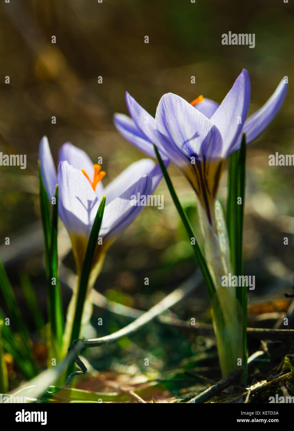 Beautiful blue crocus flowers closeup Stock Photo - Alamy