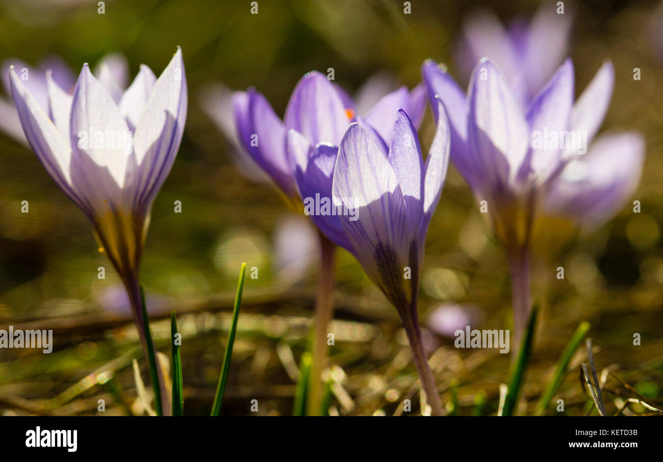 Beautiful blue crocus flowers closeup Stock Photo - Alamy
