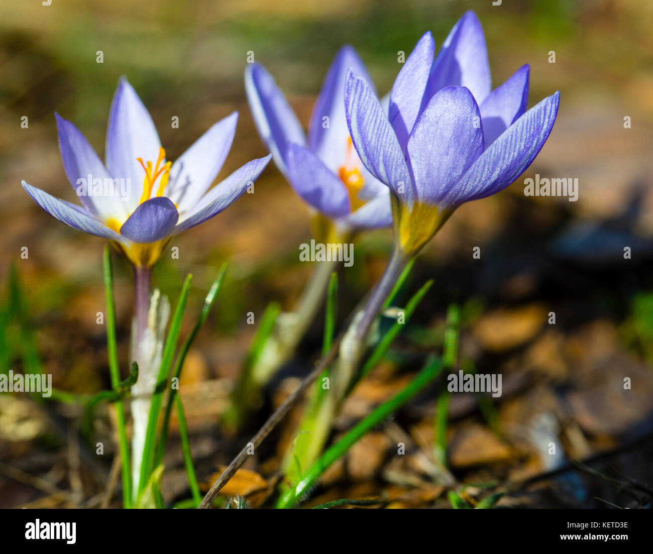 Beautiful blue crocus flowers closeup Stock Photo - Alamy