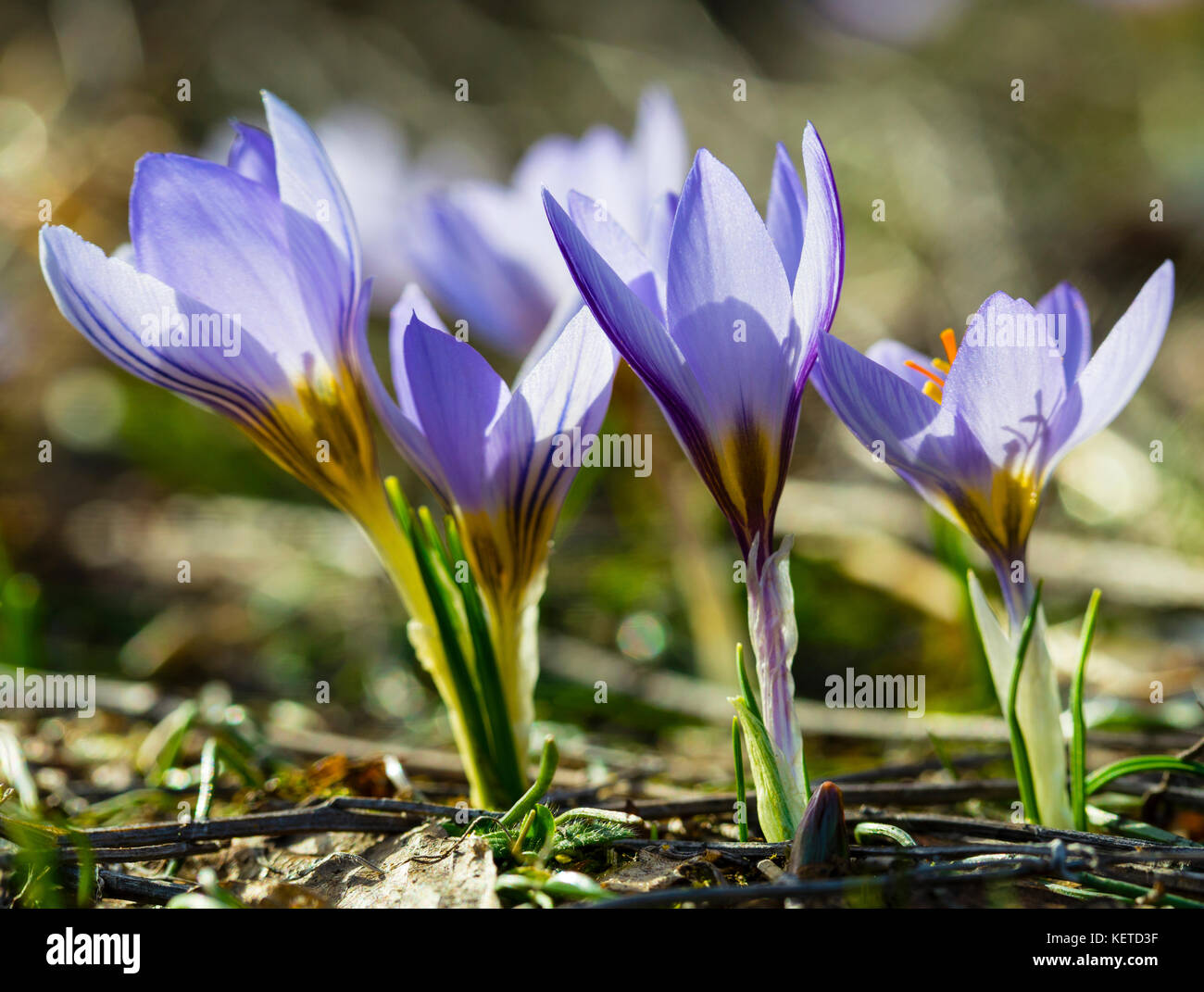 Beautiful blue crocus flowers closeup Stock Photo - Alamy