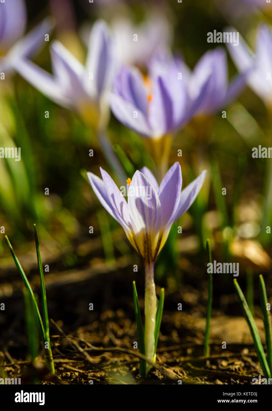 Beautiful blue crocus flowers closeup Stock Photo - Alamy