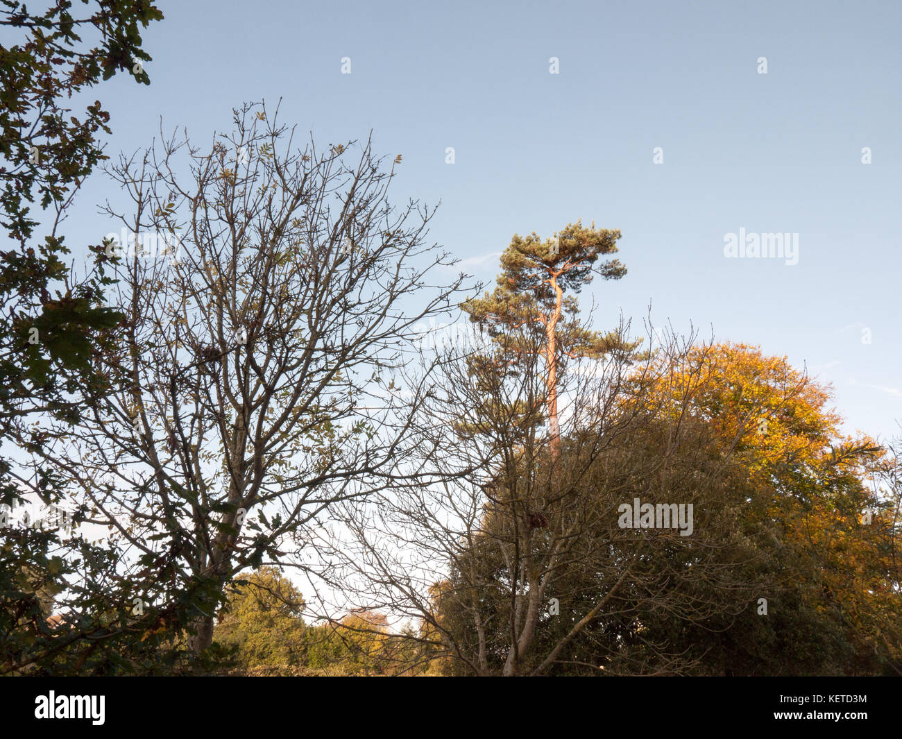 beautiful golden autumn tree tops sky landscape; essex; england; uk ...