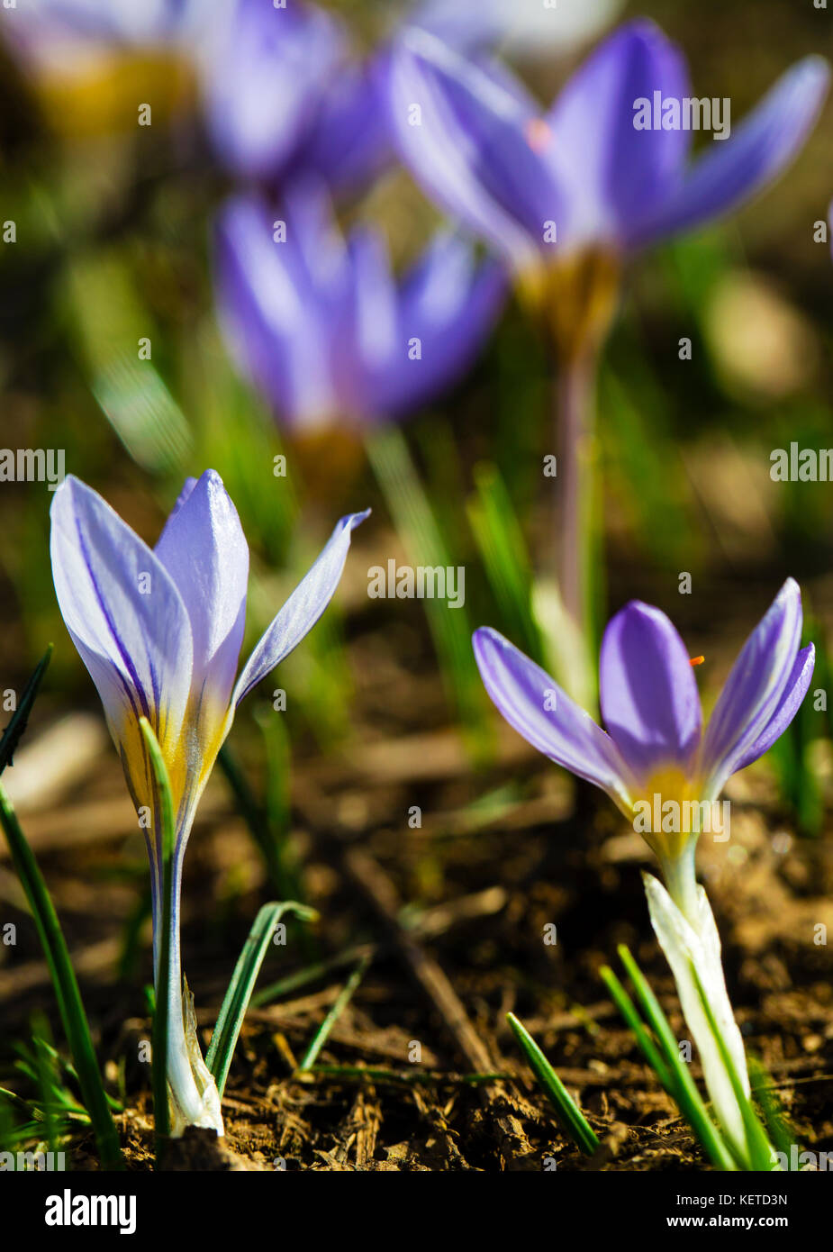 Beautiful blue crocus flowers closeup Stock Photo - Alamy