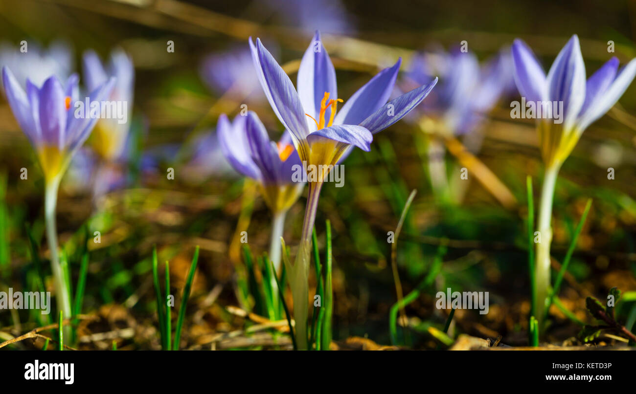 Beautiful blue crocus flowers closeup Stock Photo - Alamy