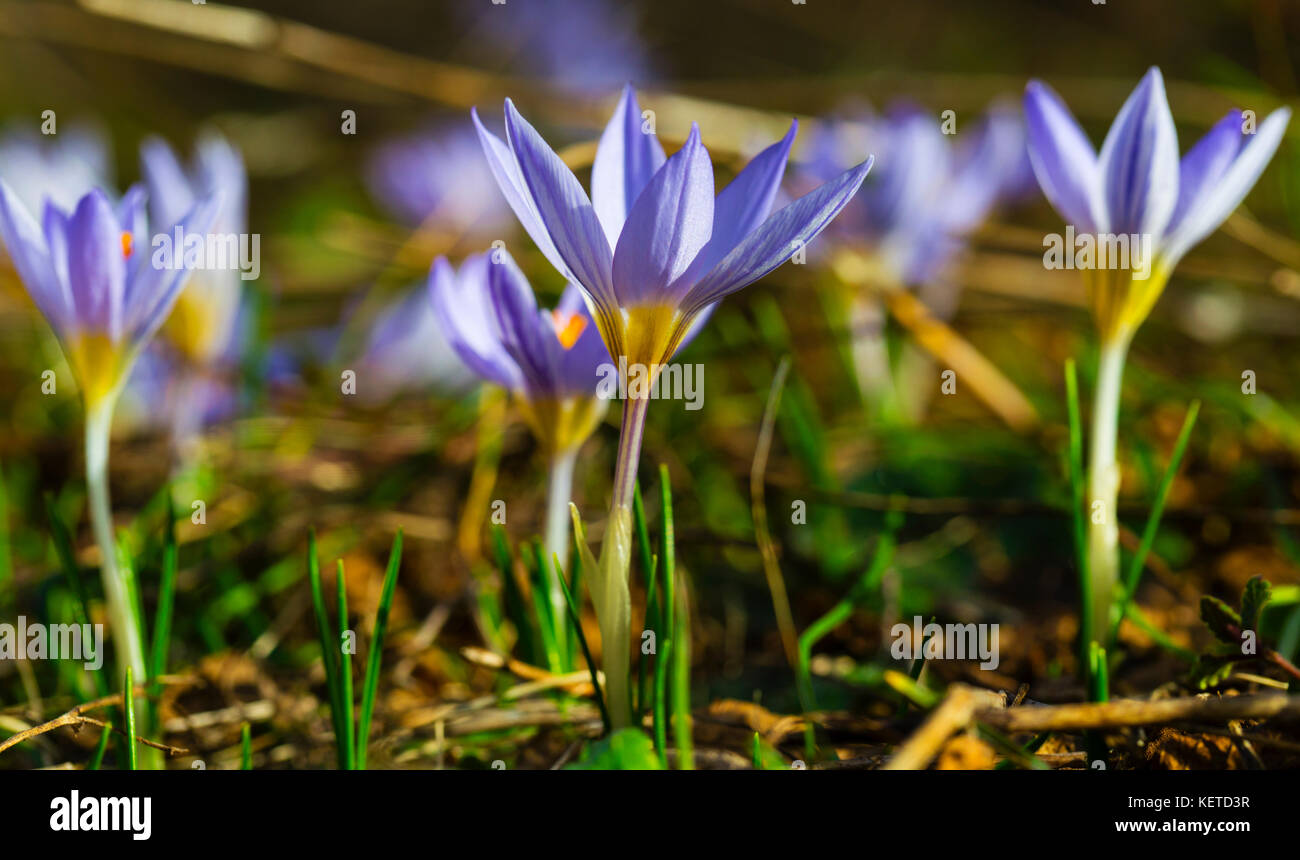Beautiful blue crocus flowers closeup Stock Photo - Alamy